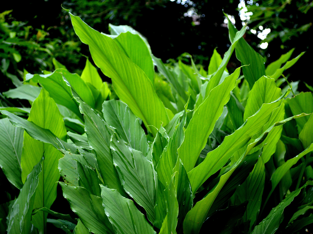 Grow Turmeric at Home | Turmeric Life