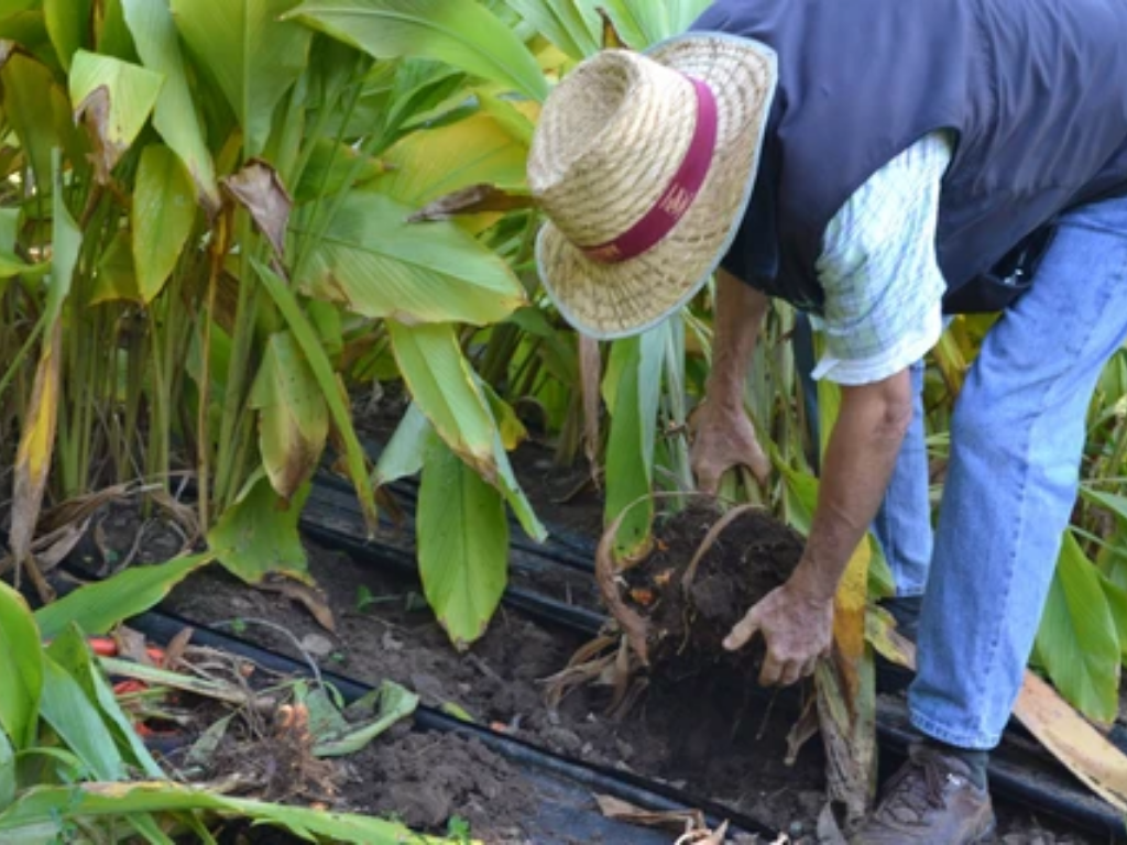The Turmeric Farm – Turmeric Life